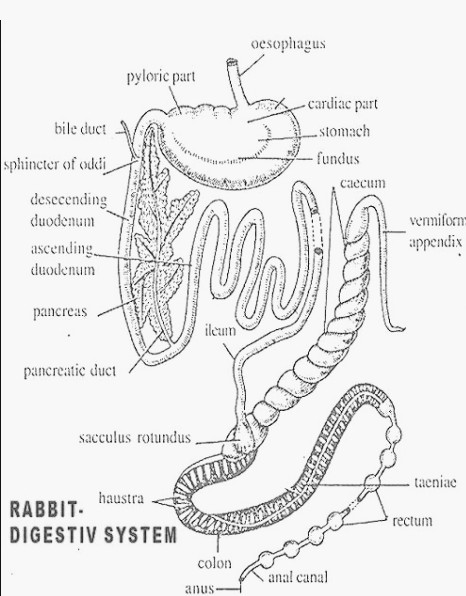 DIFFERENT ANIMALS DIGESTIVE TRACKS