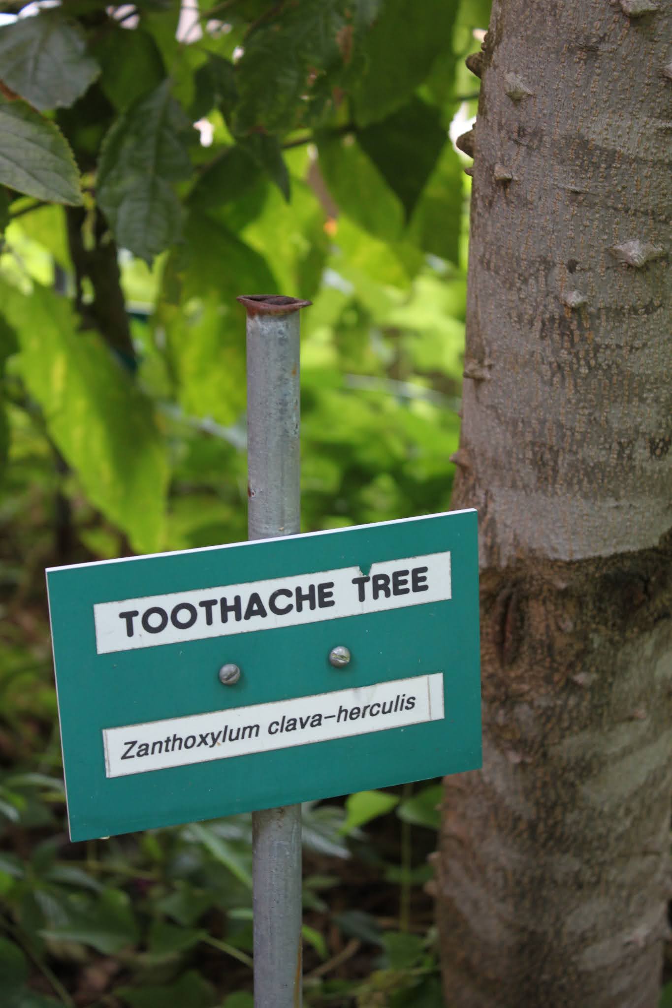 Centenary College Arboretum: Tree of the Week: Toothache Tree ...