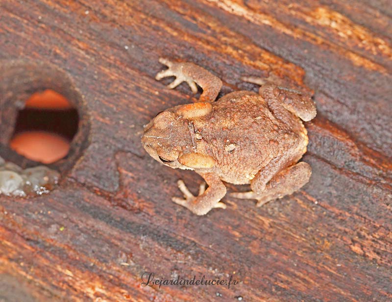 BBB ou Bébé Bufo bufo : très jeune crapaud commun
