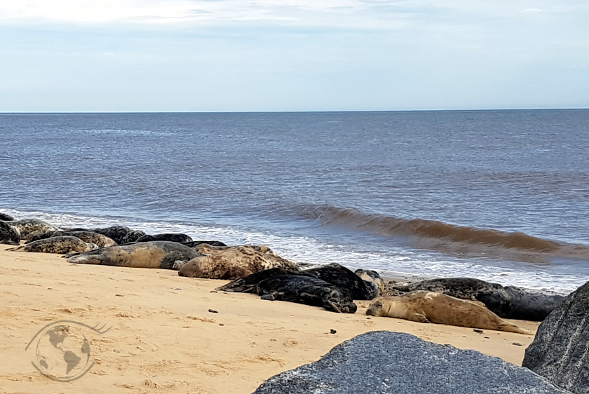 Foki w Horsey Gap - miejsce gdzie można spotkać foki w UK | Oczy ...