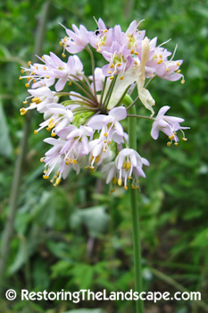 Restoring The Landscape With Native Plants: Native Plant of the Week ...