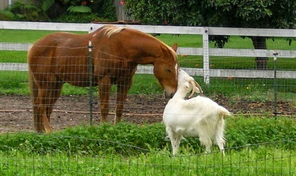 Capra - cel mai rentabil animal domestic