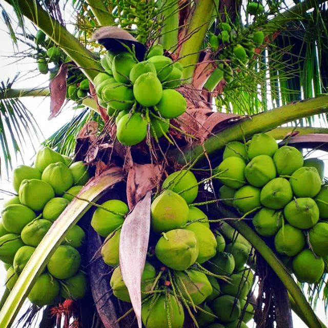 pembekal benih kelapa matag: September 2020