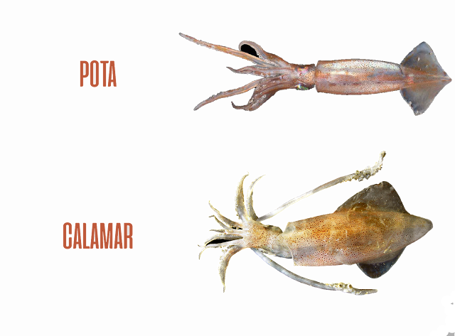 Diferenciar entre el calamar, la sepia y el potón - Cubiertos y ¡Ole!