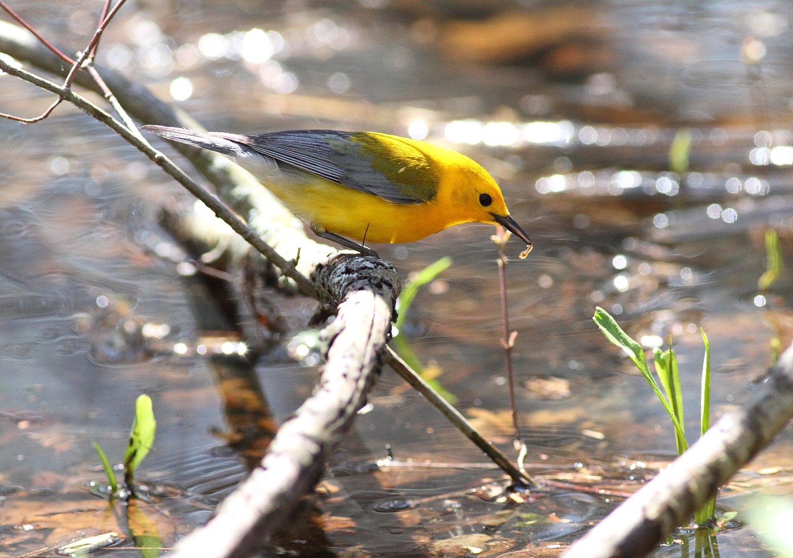 Ann Brokelman Photography: Warblers- Prothonotary, Blue Winged, Canada ...