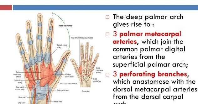 Deep Palmar arch
