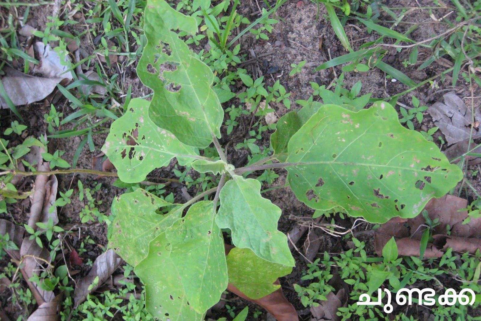 Ayurvedic Medicinal Plants in Kerala