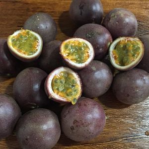 BELAJAR CARA MENANAM MARKISA | Tips Petani