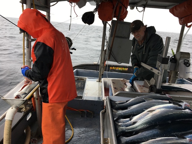 F/V Harmony Isle: Ergonomic Salmon Processing Deck