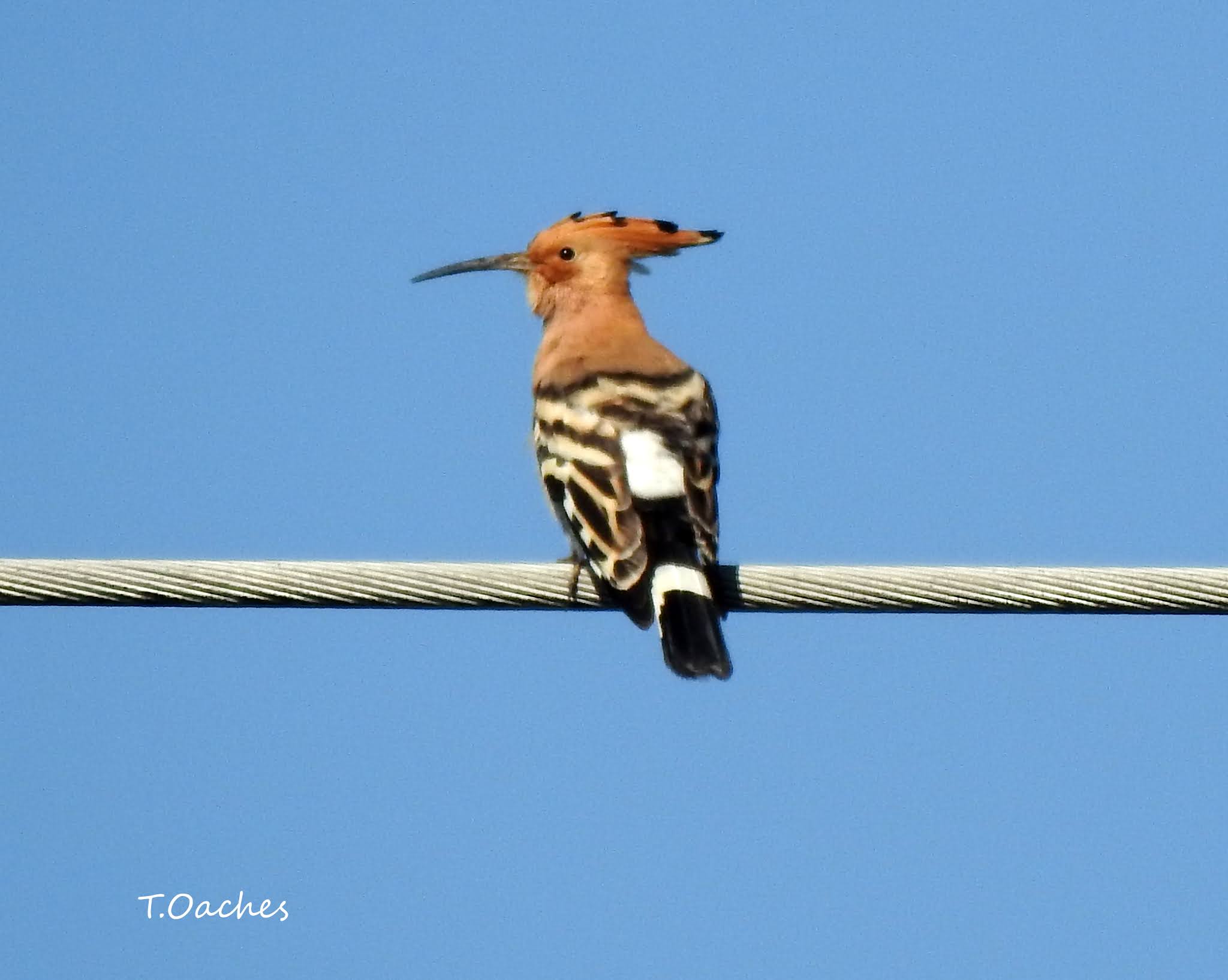 PASARI DIN ROMANIA: PUPAZA, Upupa epops
