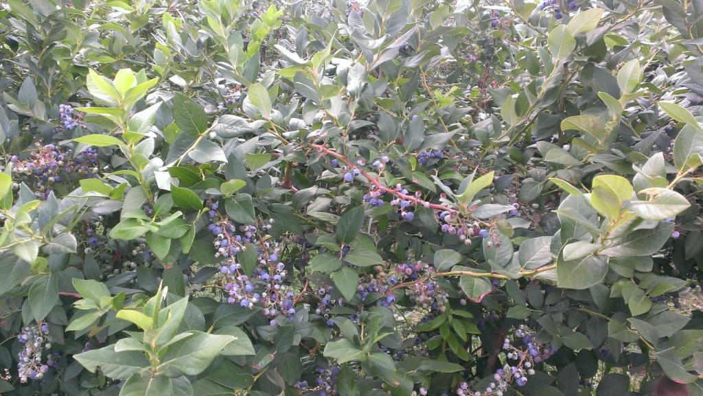 Blueberry Patch - Gallery Blitz