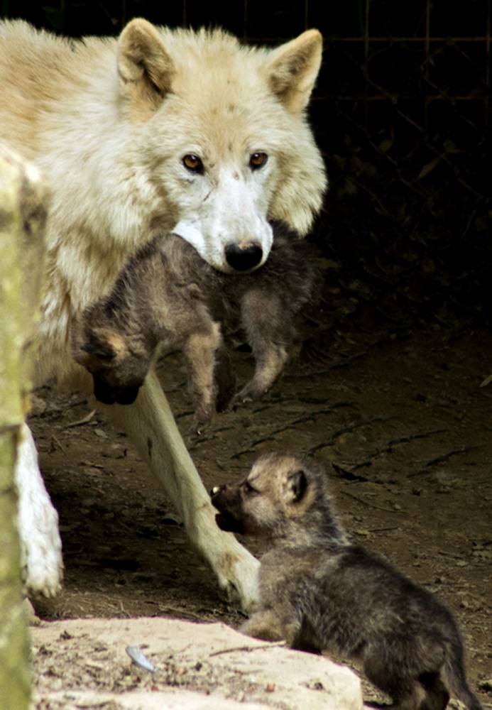 White Wolf : First wolves to be born in Britain in 300 years