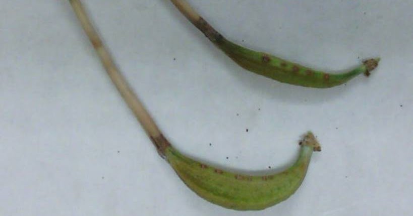 NMSU Plant Clinic: Pinyon Spindle Gall Midge