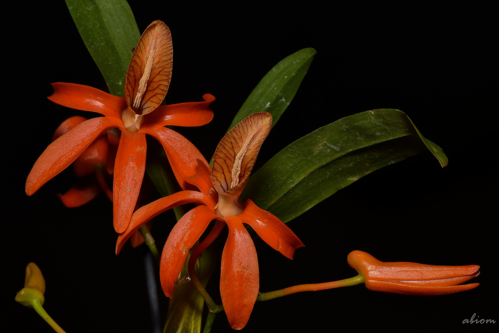 Dendrobium unicum care and culture | Travaldo's blog