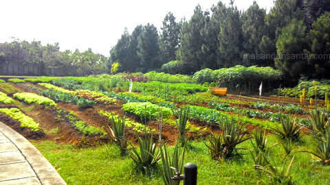 Kuntum Farm Field Bogor ~ Inspirasi Tanpa Batas