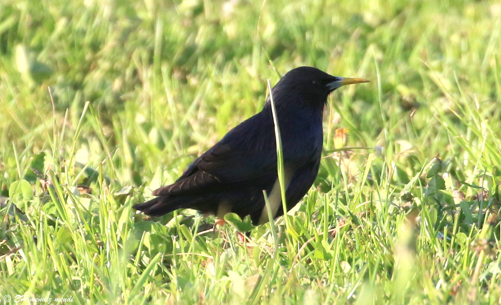 Euskal Herria mendiz mendi: AUMATEGI (1192M), MUGARRILUZE (1111M) ELGEA ...