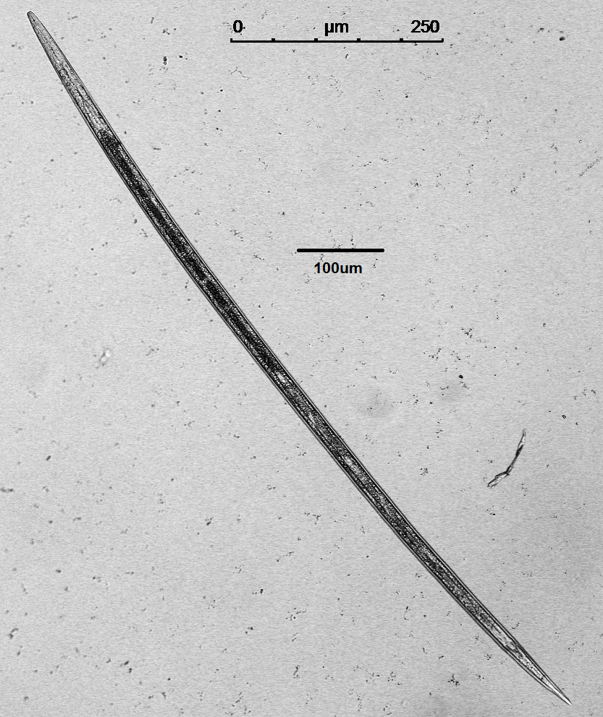 NMSU Plant Clinic: Stem and Bulb Nematode Discovered in New Mexico