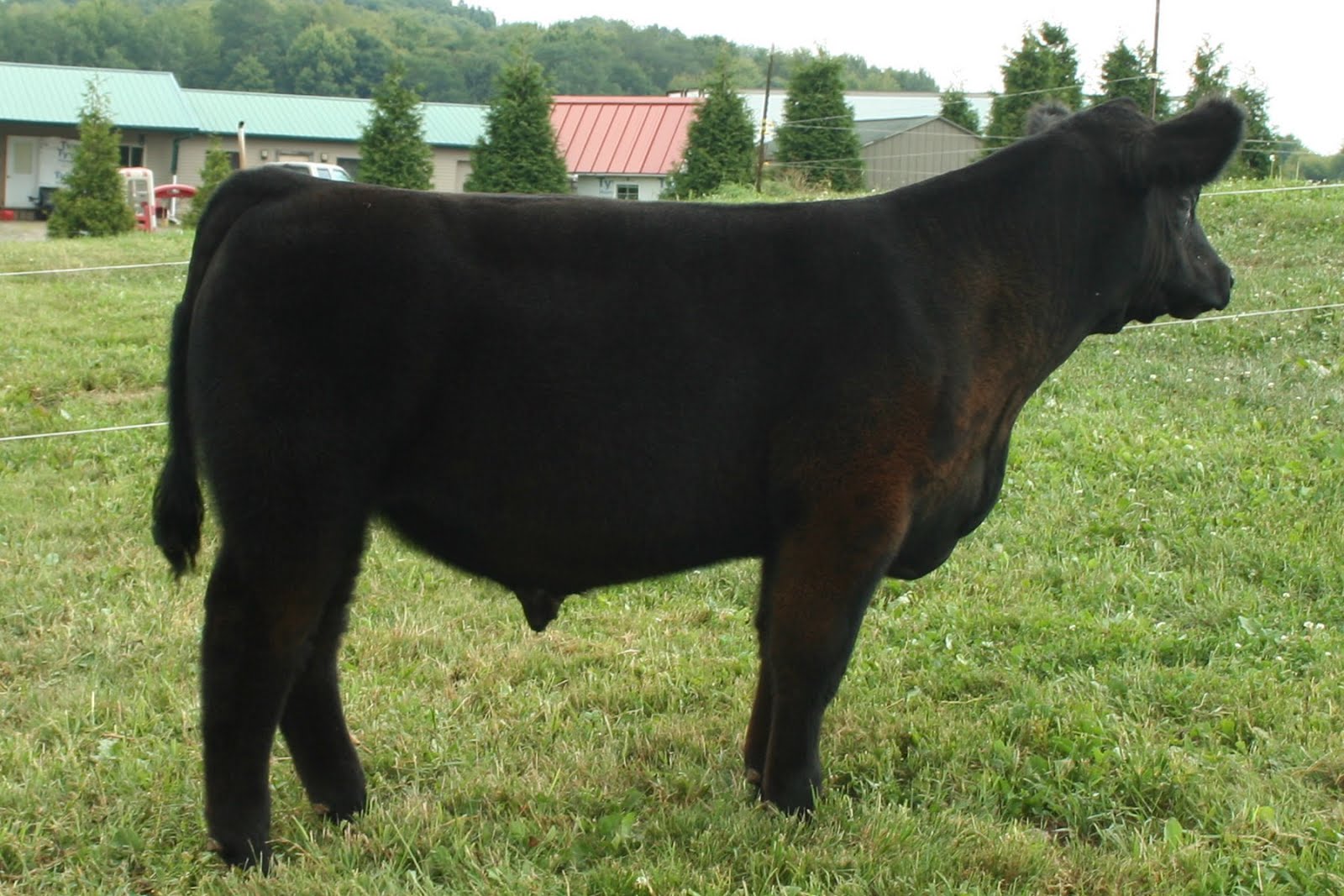 RCC Blog: Rodgers Sired Cattle selling