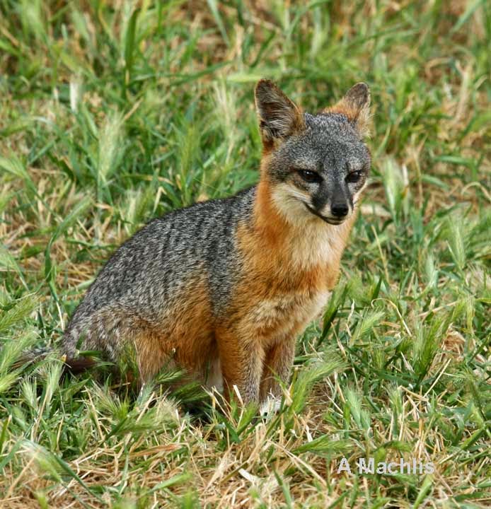 Friends of the Island Fox: How Small Is An Island Fox?