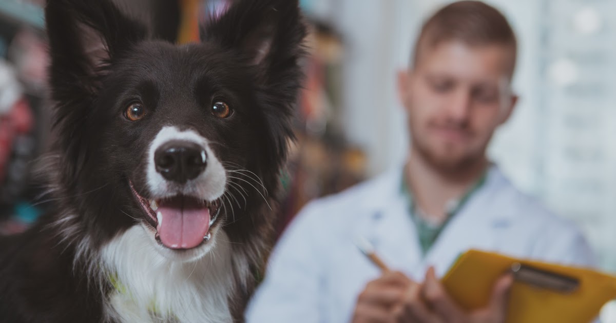 Study Shows Value of Behavioural Services in Veterinary Medicine