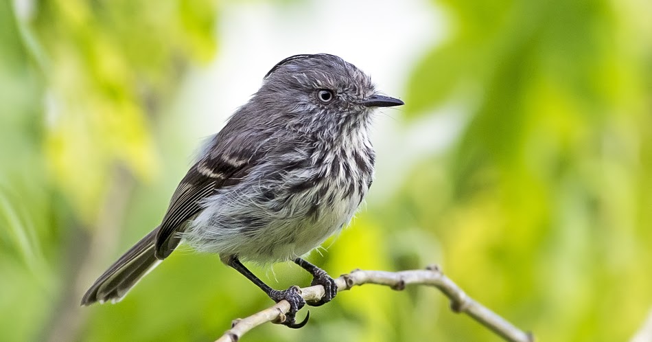 Especies endémicas de Chile: Especies endémicas chilenas