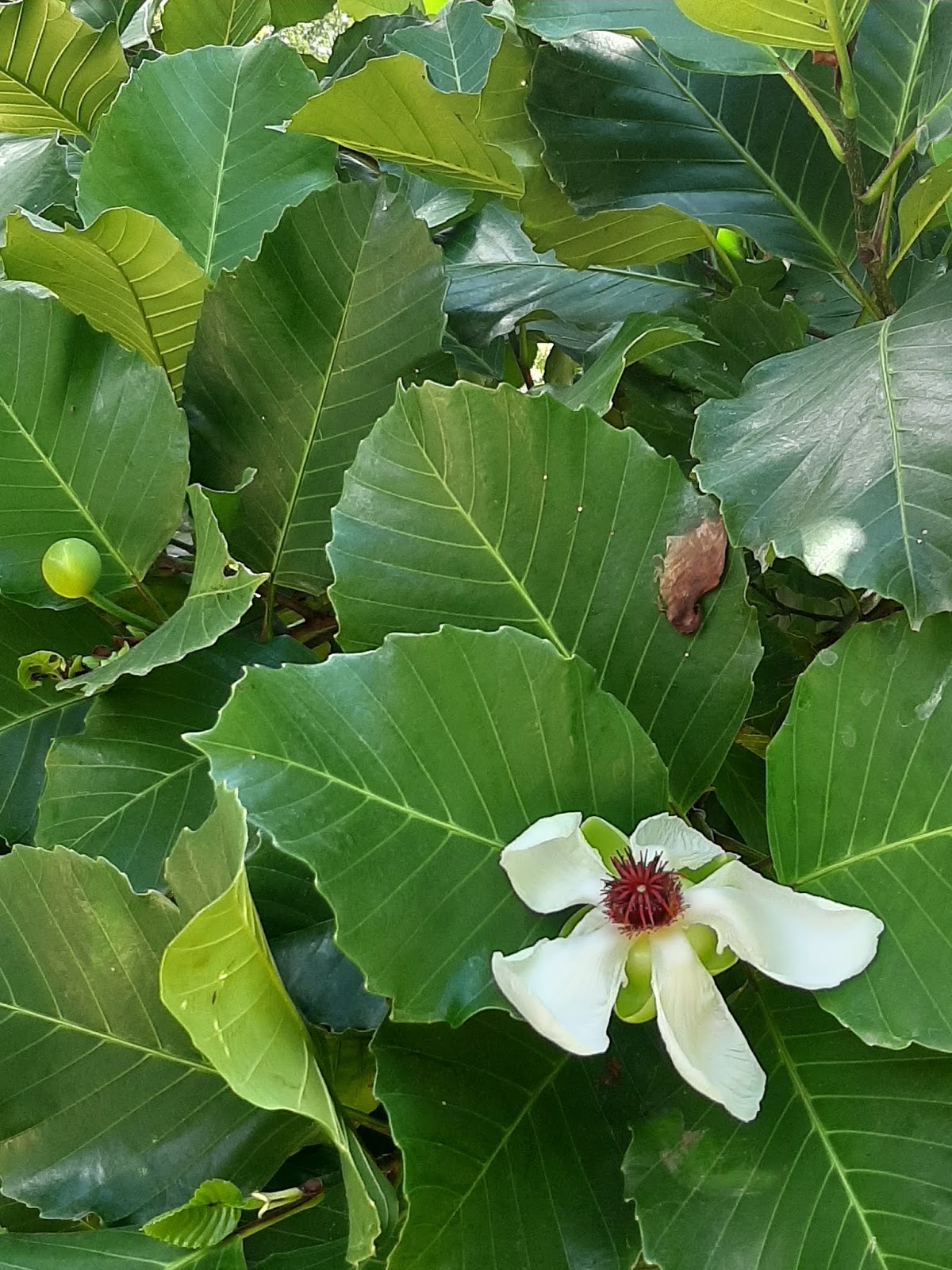 The fruit of the catmon tree