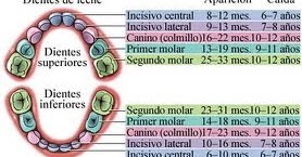 Ortodoncistas en El Salvador. Dr. André Apel: Cronología de la ...