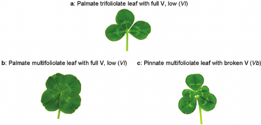 science 10 gladstone: Clover Genetic Variation