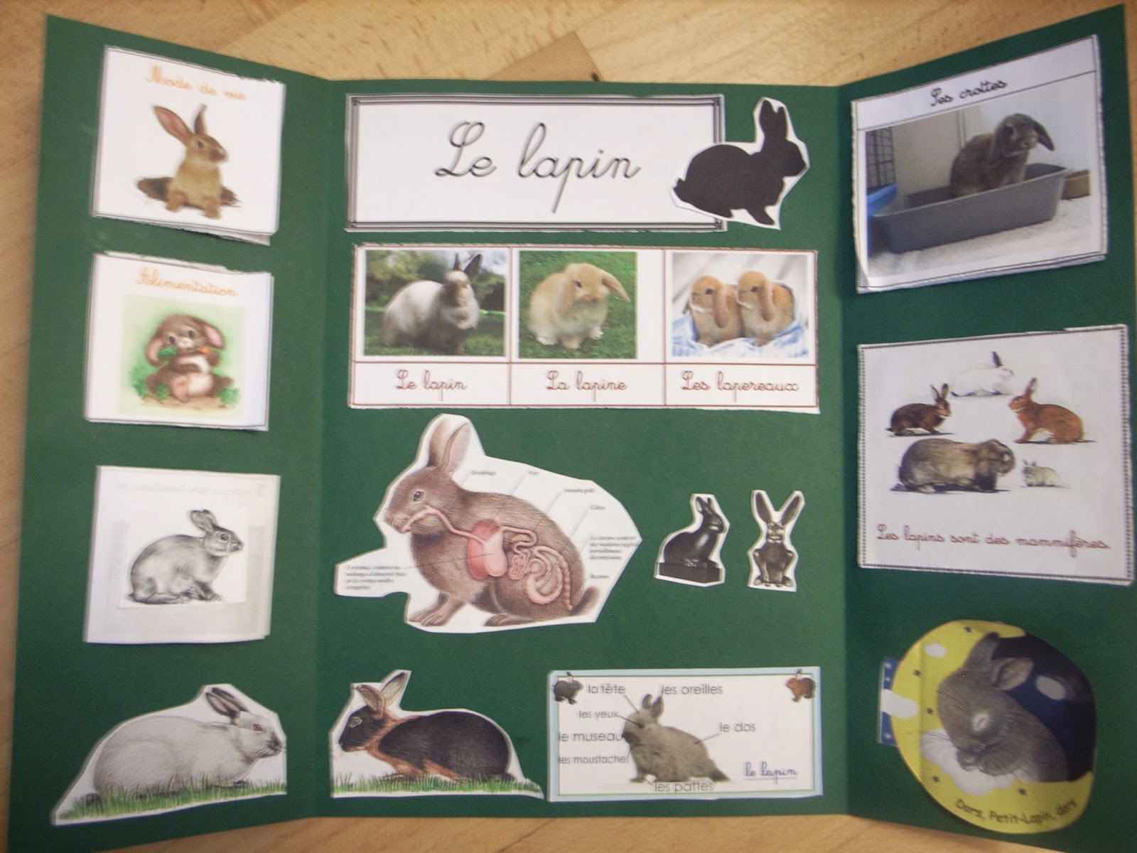 Les Montessouris: Lapbook sur le lapin