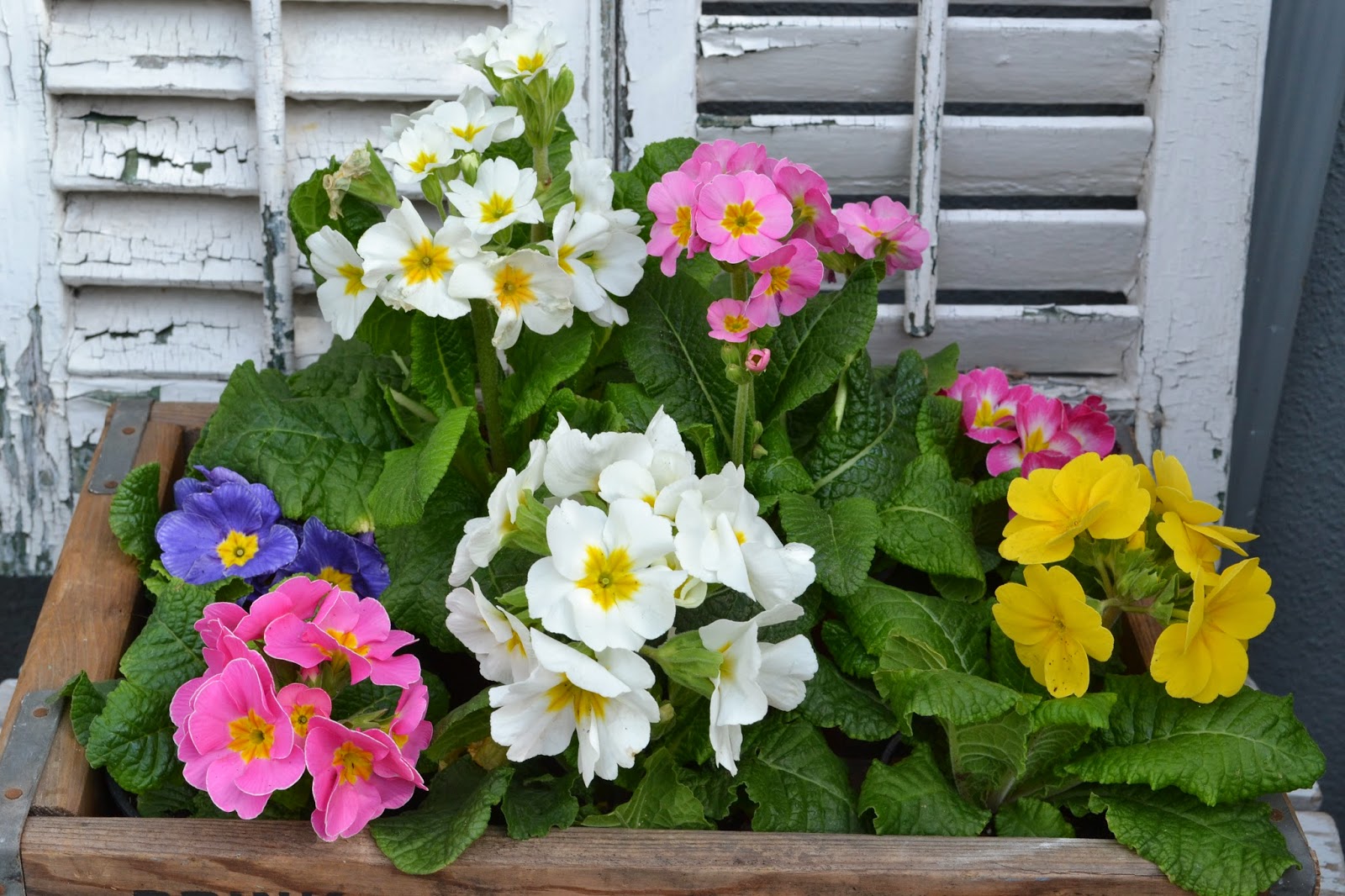 My Painted Garden: Primroses - Here - There - Everywhere