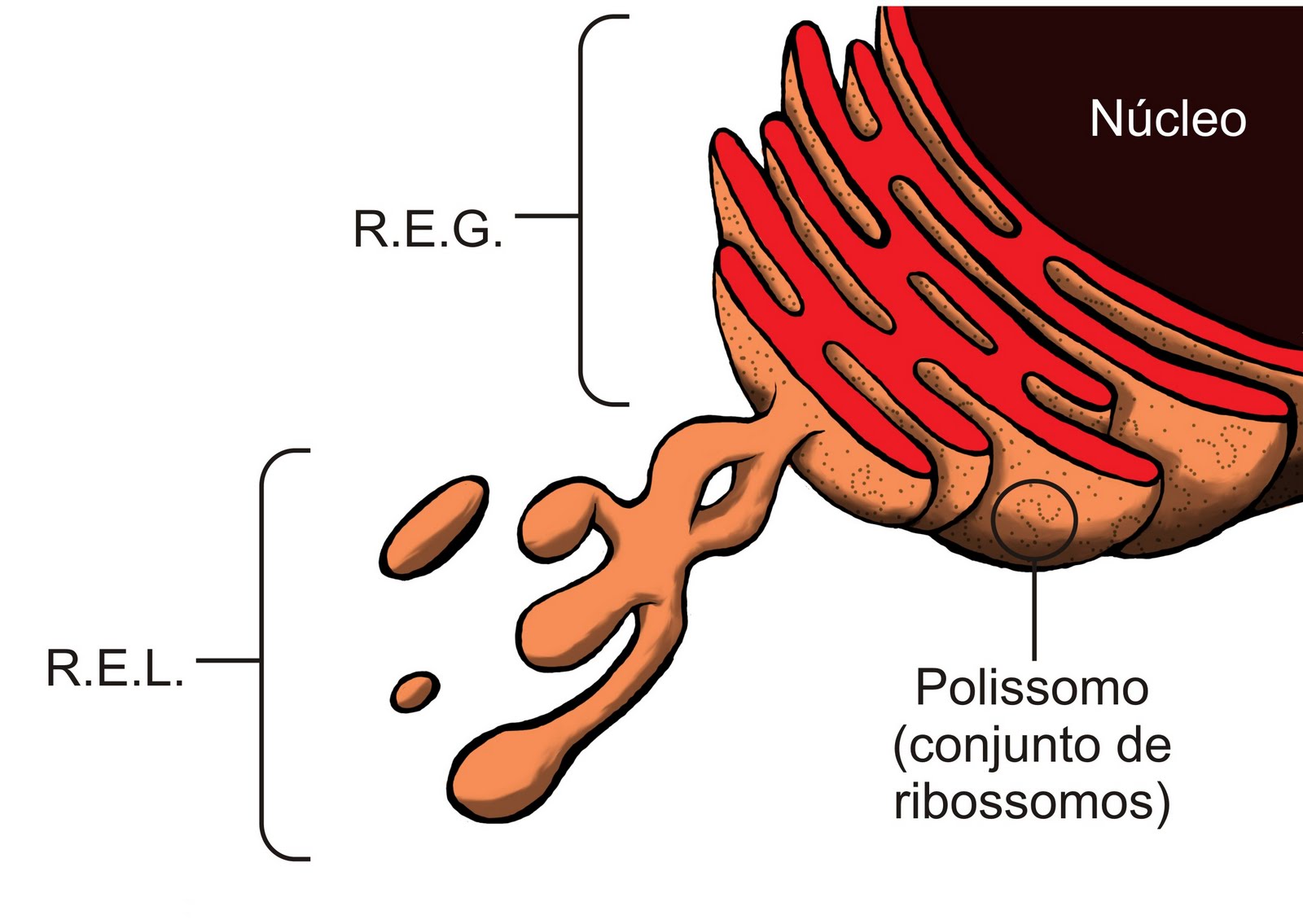 Reticulo Endoplasmatico Liso Desenho - LIBRAIN
