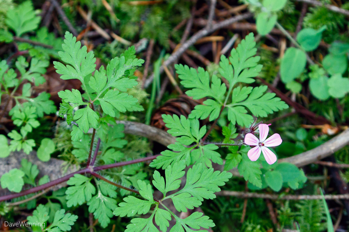 National Wildflower Week: A Kukutali Collection