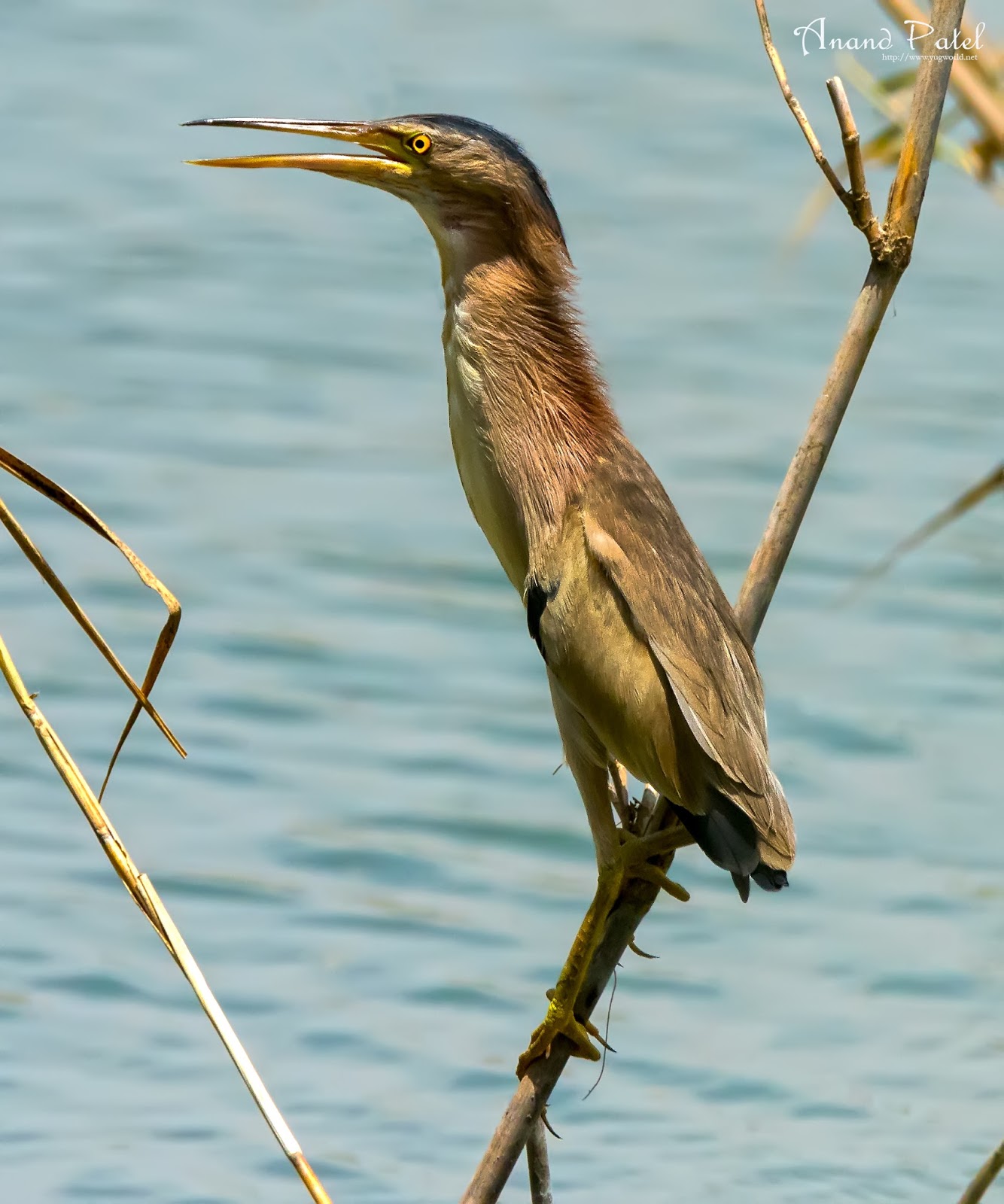 Yellow Bittern with Video | YuGWoRLD