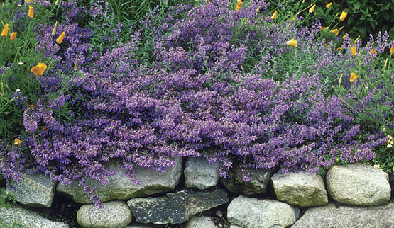 Replanting the Past: Loyola University Chicago's Medieval Garden: Monk ...