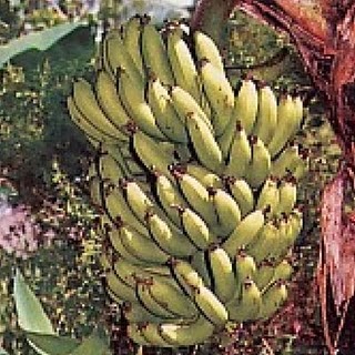 KERIPIK PISANG RAJA MONYET