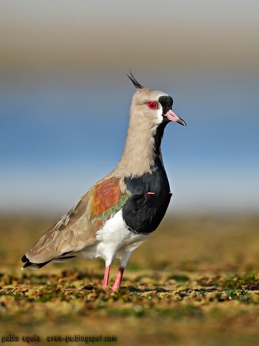 mis fotos de aves: Vanellus chilensis Tero Southern Lapwing