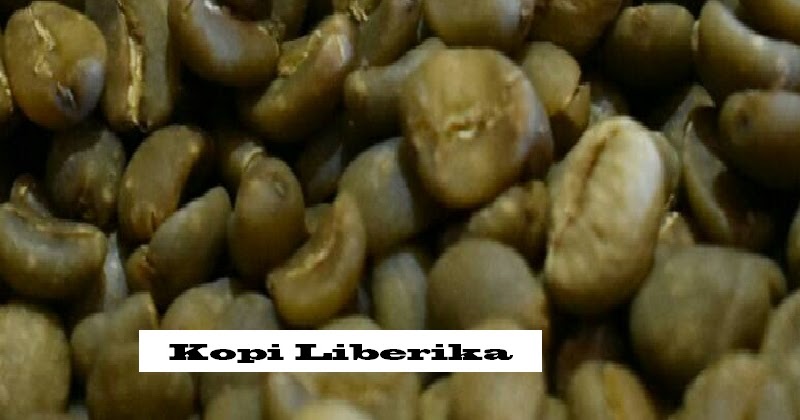 Pecinta Kopi: Kopi Liberika - Coffea liberica - Liberian coffee