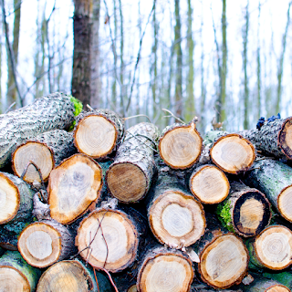 O extrativismo - Geografia - 4º ou 5º ano - Hora de Colorir ...