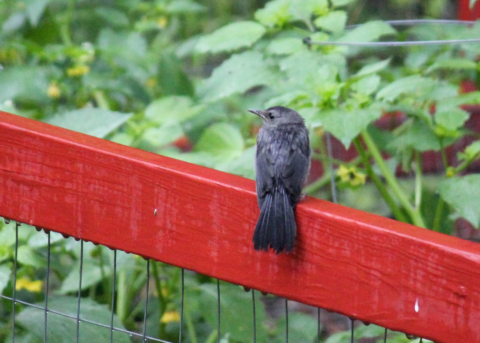 Red House Garden: The Gray Catbird