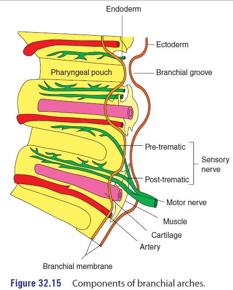embryology l Oral histology and biology MCQs for dental students ...