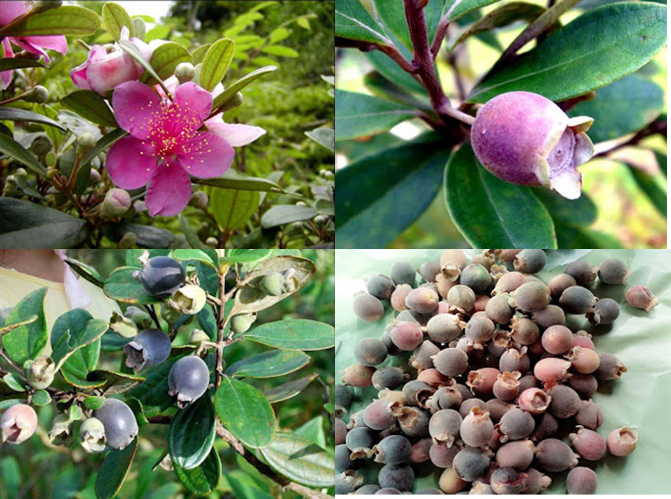 Bicara Mentari: Khasiat buah kemunting