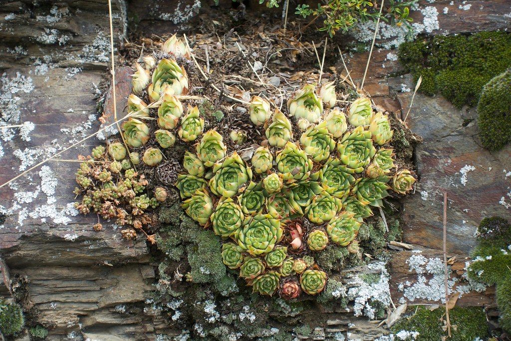 Sempervivum tectorum - Common houseleek care and culture | Travaldo's blog