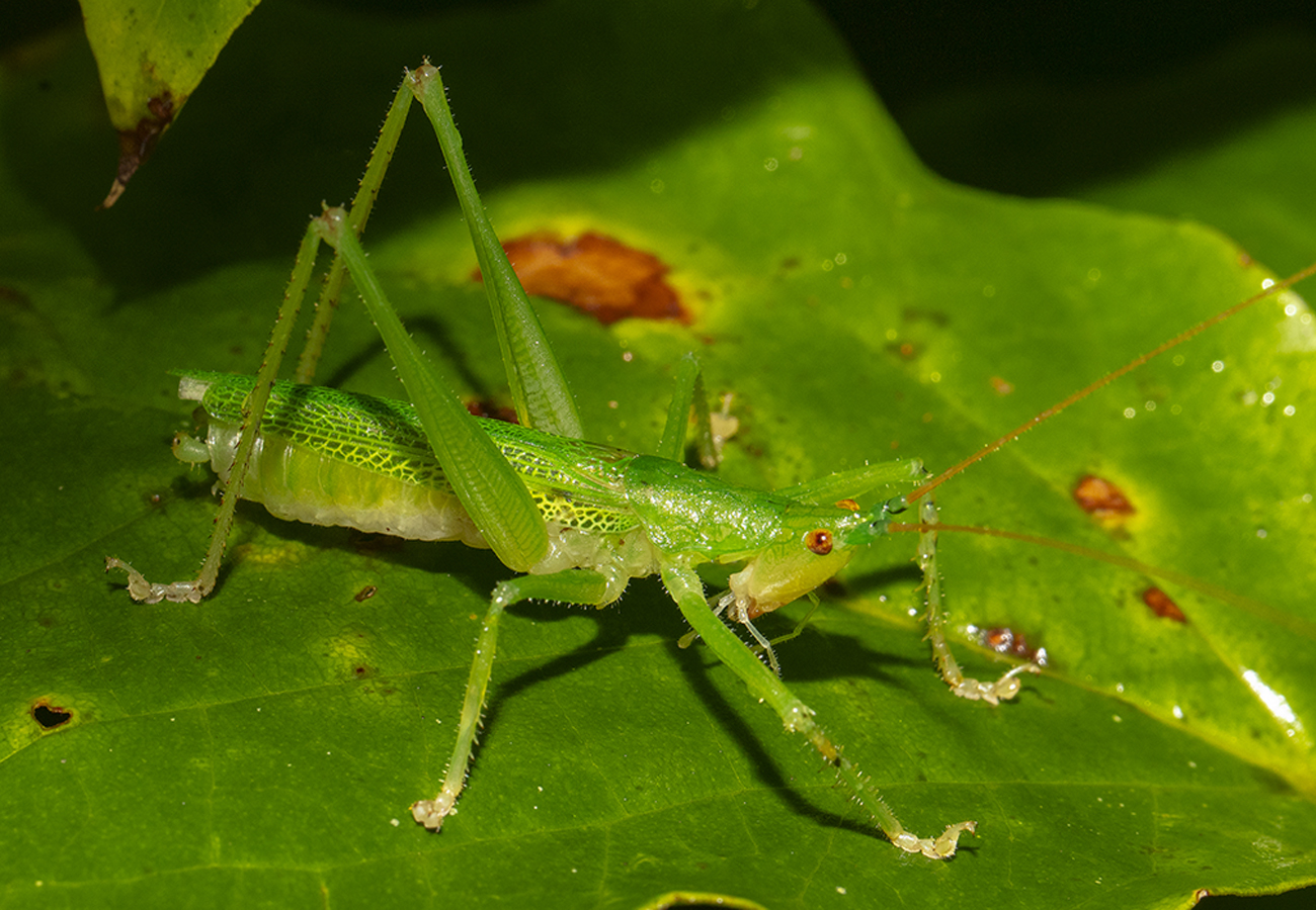 Orthoptera Tettigoniidae