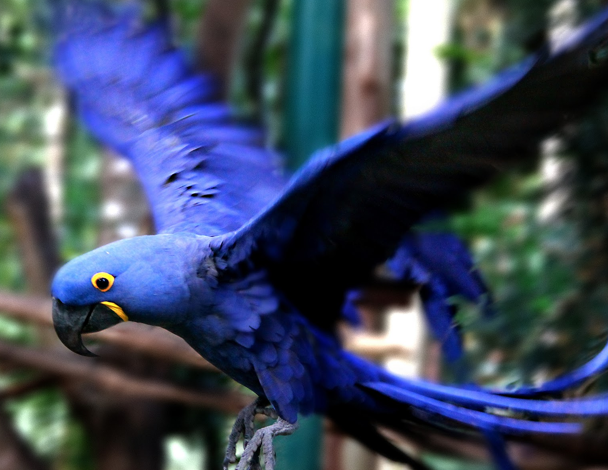 Mundo mais verde: Arara Azul