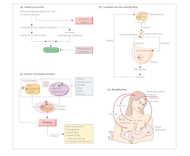Female Reproduction Parturition and l Actation - pediagenosis