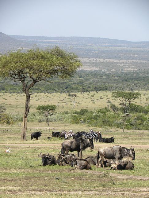 Inglis in Africa: Migration and Masai Mara