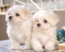 Catei De Vanzare: Bichon