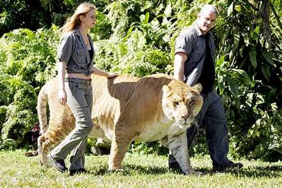 MFS-Strange but TRUE: The LIGER