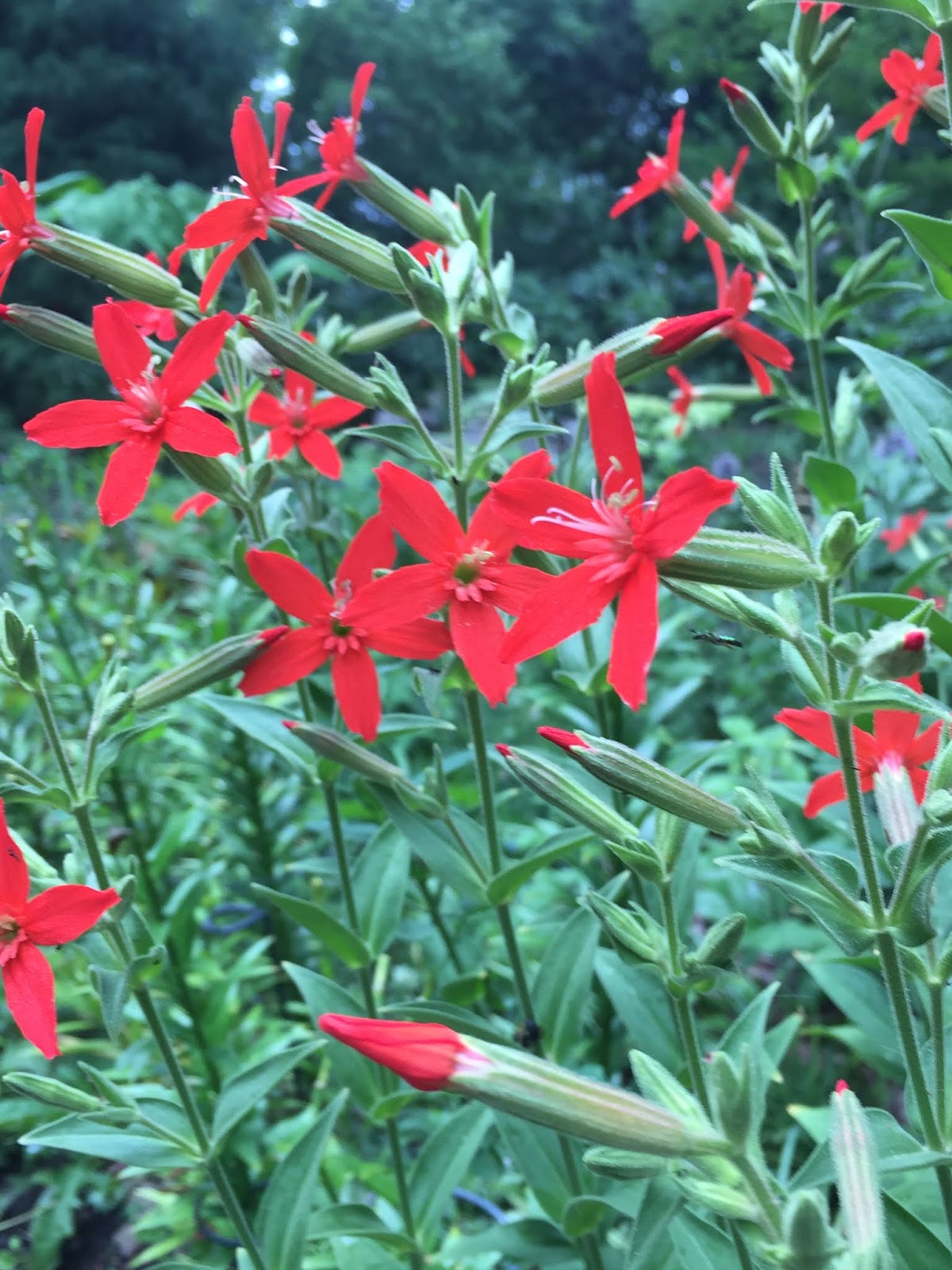 The Phytophactor: Friday Fabulous Flower - Scarlet Catchfly