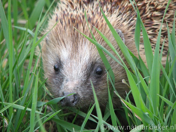 De tanden van een Egel